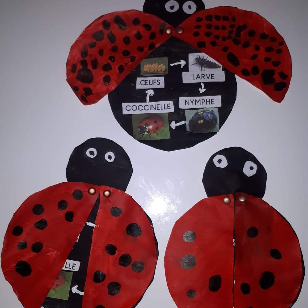 Activité autour du cycle de vie de la coccinelle - 1,2,3 petites graines